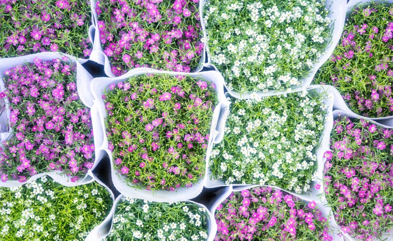 Gypsophila muralis flower stock image. Image of colored - 246637855