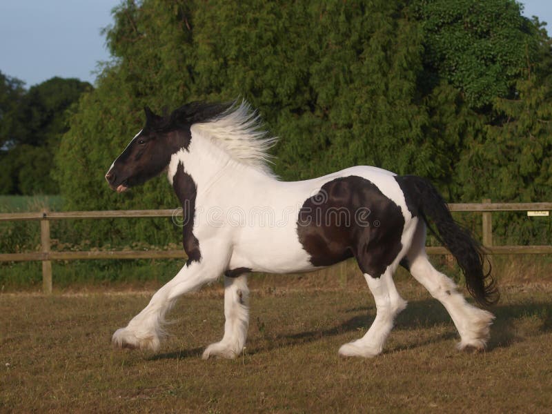 Gypsy Cob stock photo. Image of draft, gypsy, freedom - 172894418