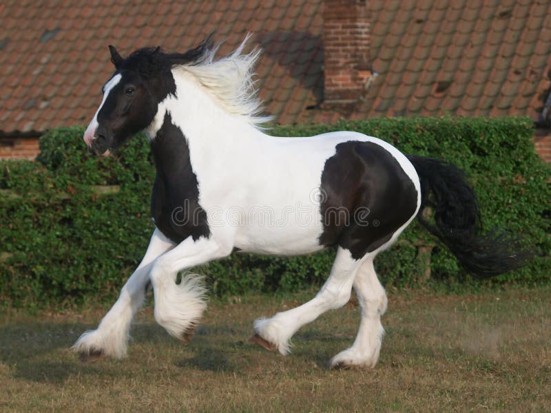 Gypsy Cob stock image. Image of field, traditional, pasture - 172894863