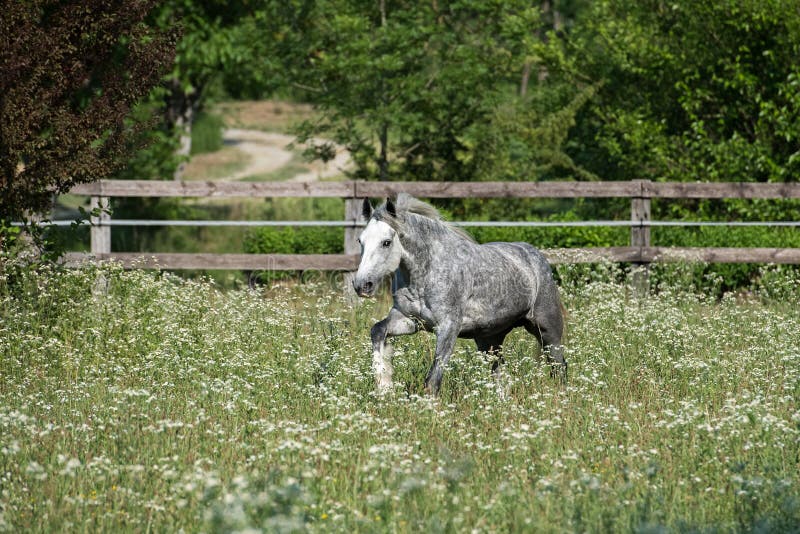Gypsy Cob at canter stock image. Image of gray, grey - 95266267