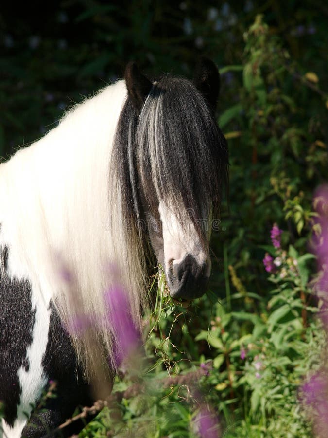 Gypsy Cob Headshot] stock photo. Image of black, outdoors - 111178372