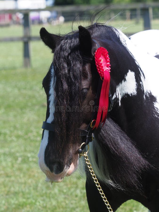 Gypsy Cob Headshot stock photo. Image of coloured, face - 155500550