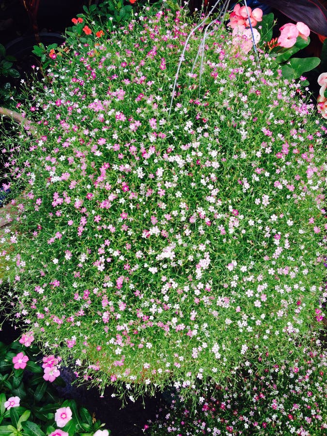 Sweet Red Gypsy Pepper stock image. Image of gypsy, sweet - 6217095