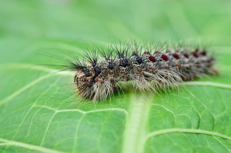 Gypsy Moth Caterpillar, Crawling on Young Leaves Stock Photo - Image of ...