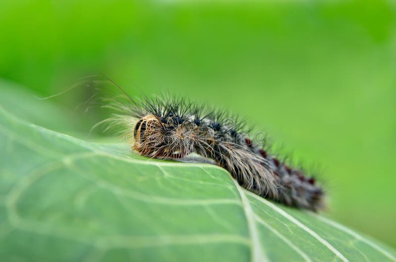 Gypsy Moth Caterpillar, Crawling on Young Leaves Stock Photo - Image of ...
