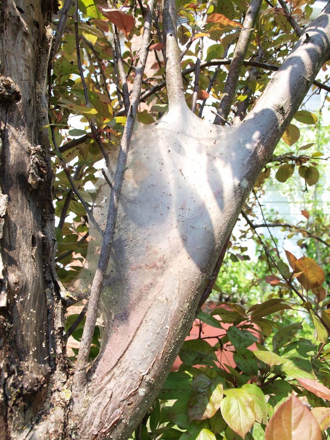 539 Gypsy Moth Stock Photos - Free & Royalty-Free Stock Photos from ...