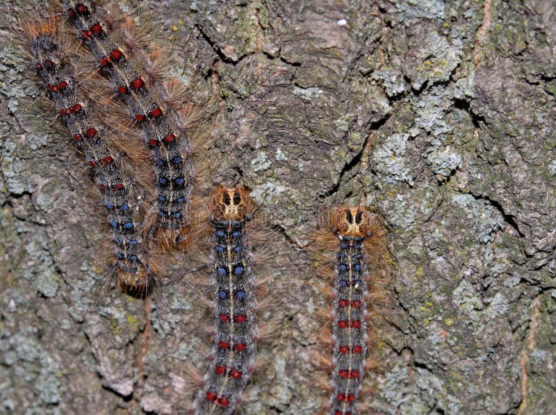 Gypsy moth stock photo. Image of outdoor, arthropod, crawling - 88701410