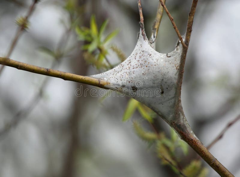 Gypsy Moth Tent Nest stock image. Image of season, leaves - 14219709