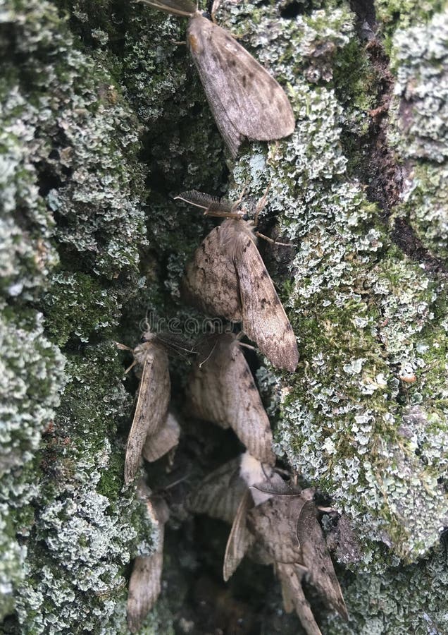Gypsy Moths Getting Ready To Spin Silken Threads To Hang from, so the ...