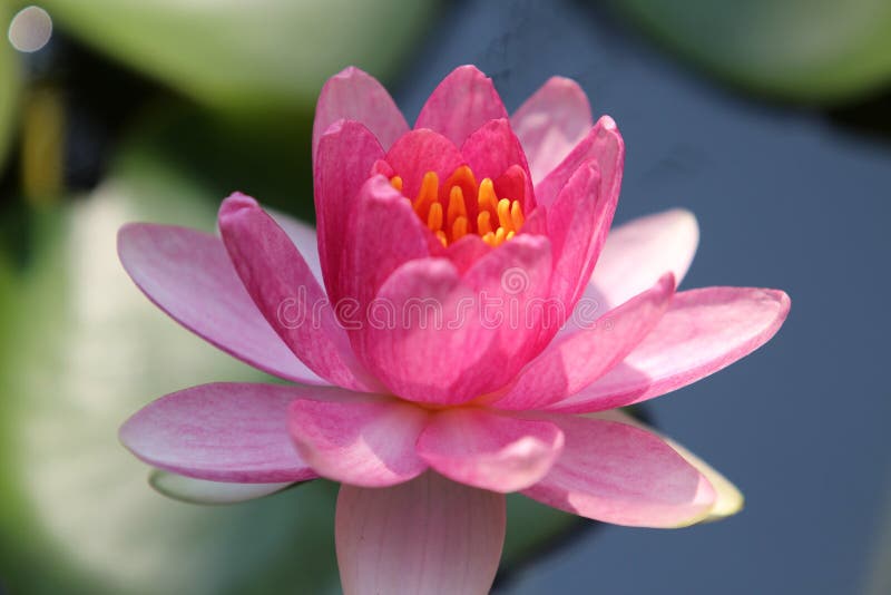 Gypsy Pink Waterlily stock photo. Image of floral, garden - 76683592