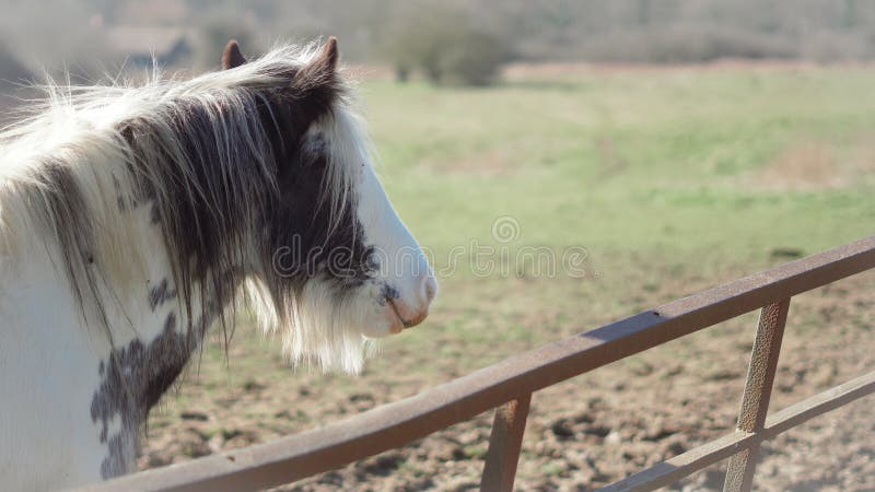 Gypsy Vanner Horse, Head Closeup, Breed Specific Features.. Stock Photo ...