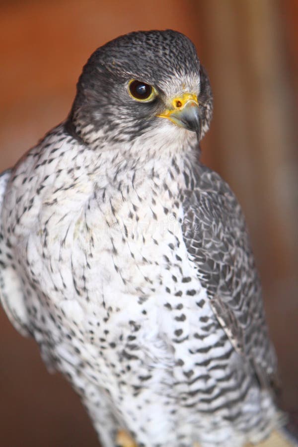 Gyr falcon stock image. Image of male, bird, gfathers - 29683307
