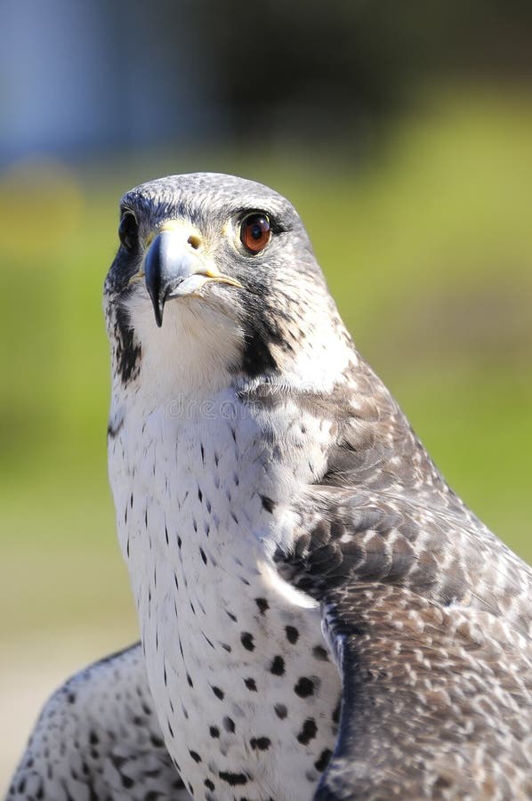 Gyr-Peregrine Falcon stock image. Image of feathers, portrait - 84298163