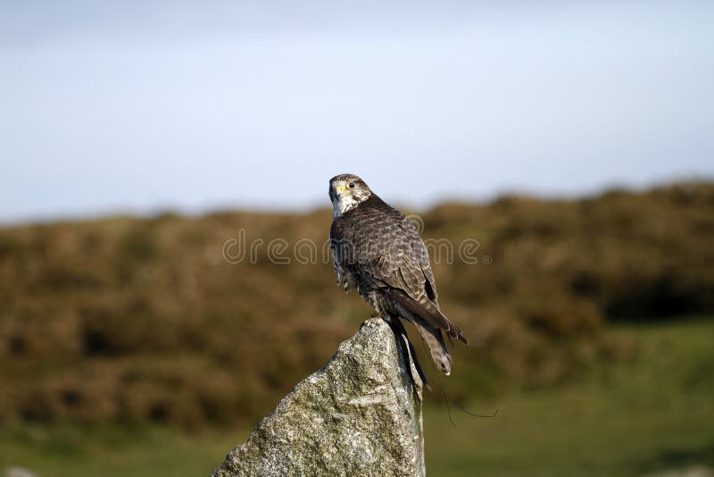 Perched Raptor, The Gyr Saker Falcon Stock Photo - Image of hybrid ...