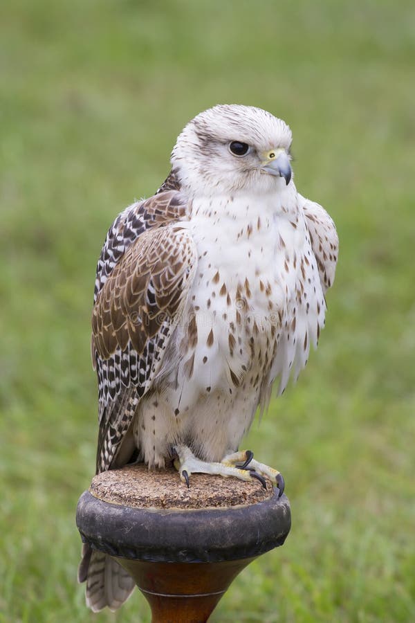 Gyrfalcon, Falco-rusticolus, Roofvogel Vlieg Vliegende Zeldzame Vogel ...
