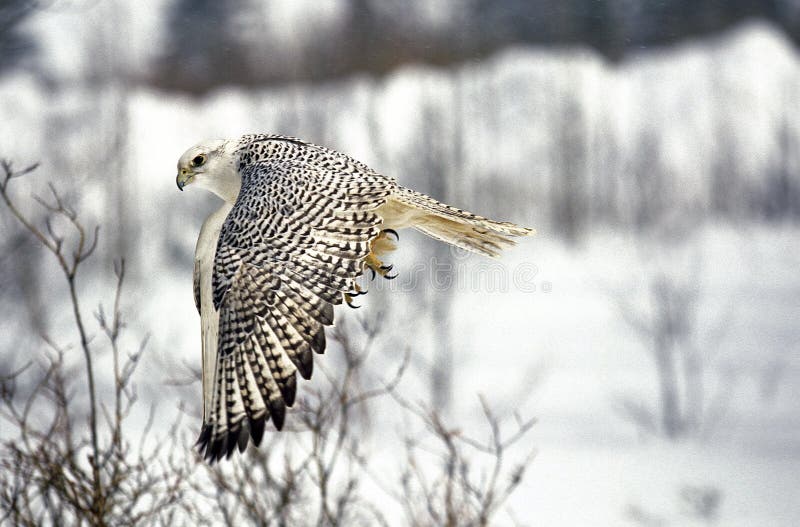 Gyrfalcon, Falco Rusticolus, Adult in Flight, Canada Stock Image ...