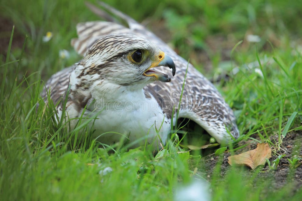 Gyrfalcon stock image. Image of gerfalcon, feather, falco - 43461167