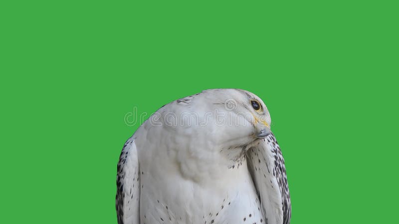 Gyrfalcon Turns Head in Different Directions on Green Screen Stock ...