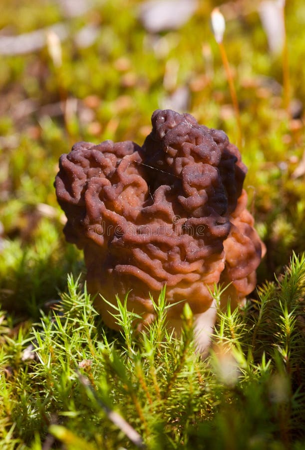 Gyromitra esculenta stock image. Image of edible, macro - 14607427