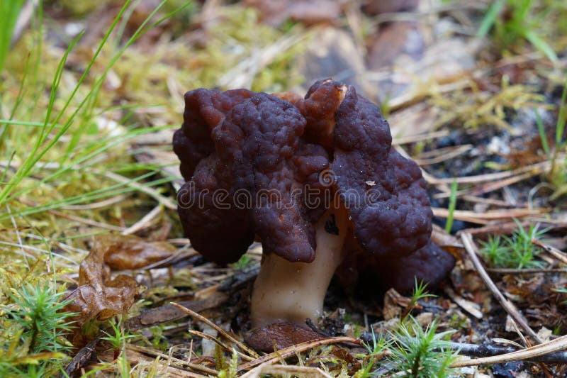 Gyromitra Esculenta Valse Morille Stock Afbeelding - Image of vals ...