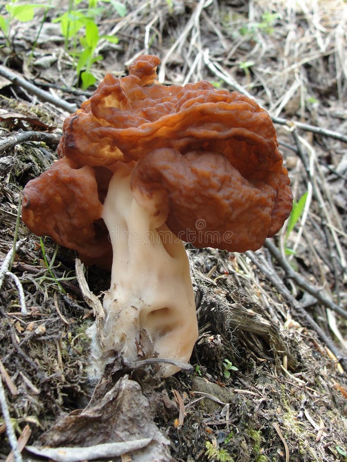 Gyromitra mushroom stock photo. Image of sticks, nature - 36654694