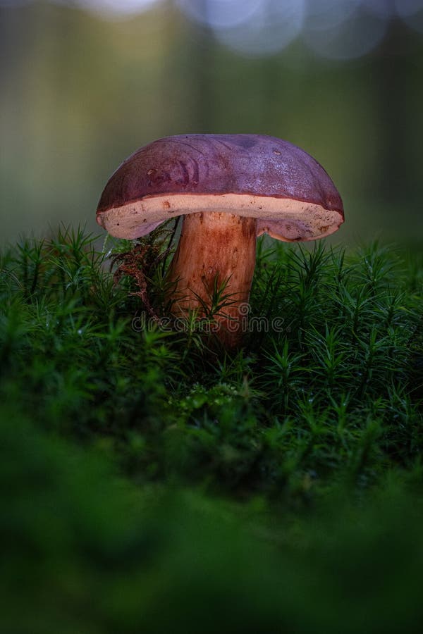Gyroporus Castaneus. Chestnut Bolete, Moos Stock Image - Image of ...