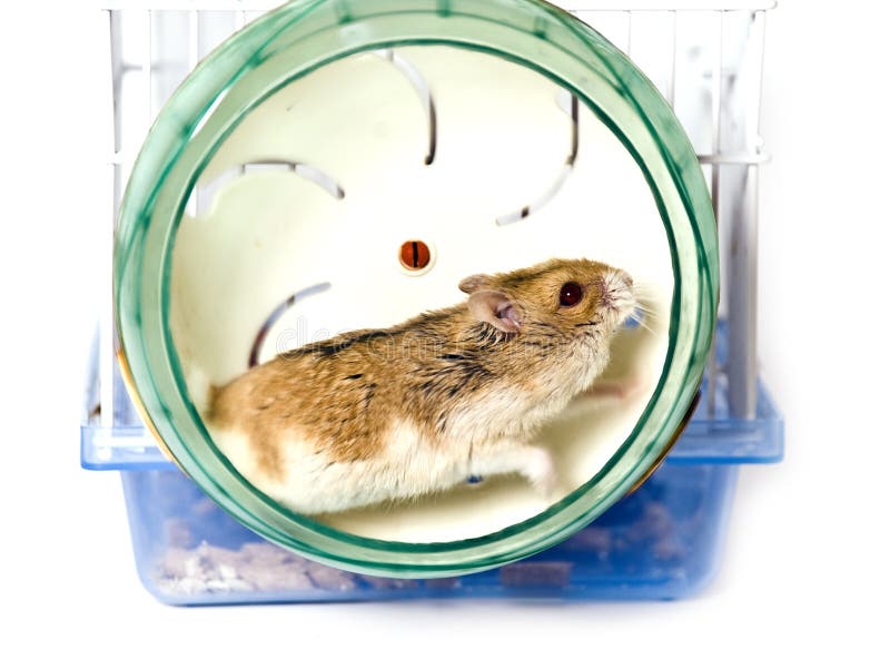 Hámster en una rueda foto de archivo. Imagen de rata, juego - 5329242