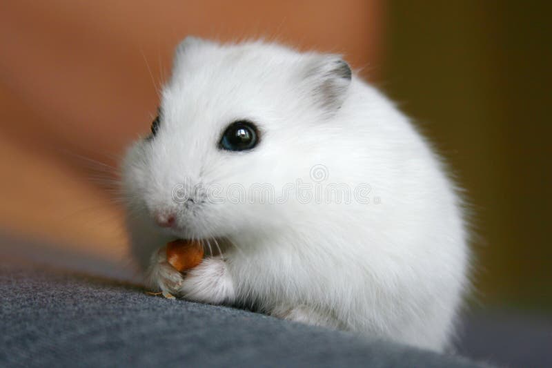 Hámster Enano Ruso Blanco Del Invierno Foto de archivo - Imagen de ...