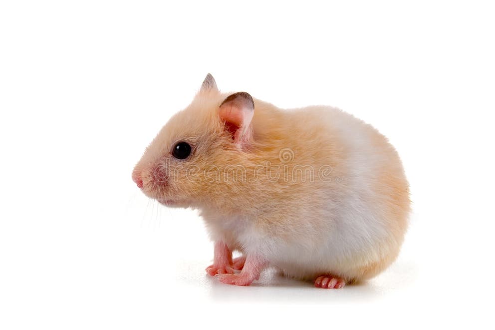 Hámster imagen de archivo. Imagen de barba, mullido, fondo - 21088315