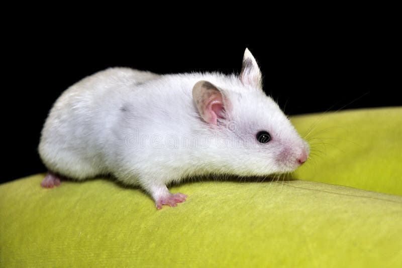Hámster foto de archivo. Imagen de mascota, blanco, roedor - 10789118