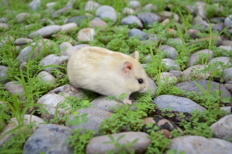 Hámster blanco imagen de archivo. Imagen de roedor, hierba - 30828121