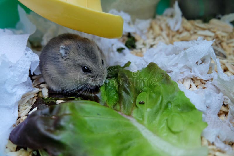 Hámster Del Blanco Puro Del Bebé Imagen de archivo - Imagen de hermoso ...