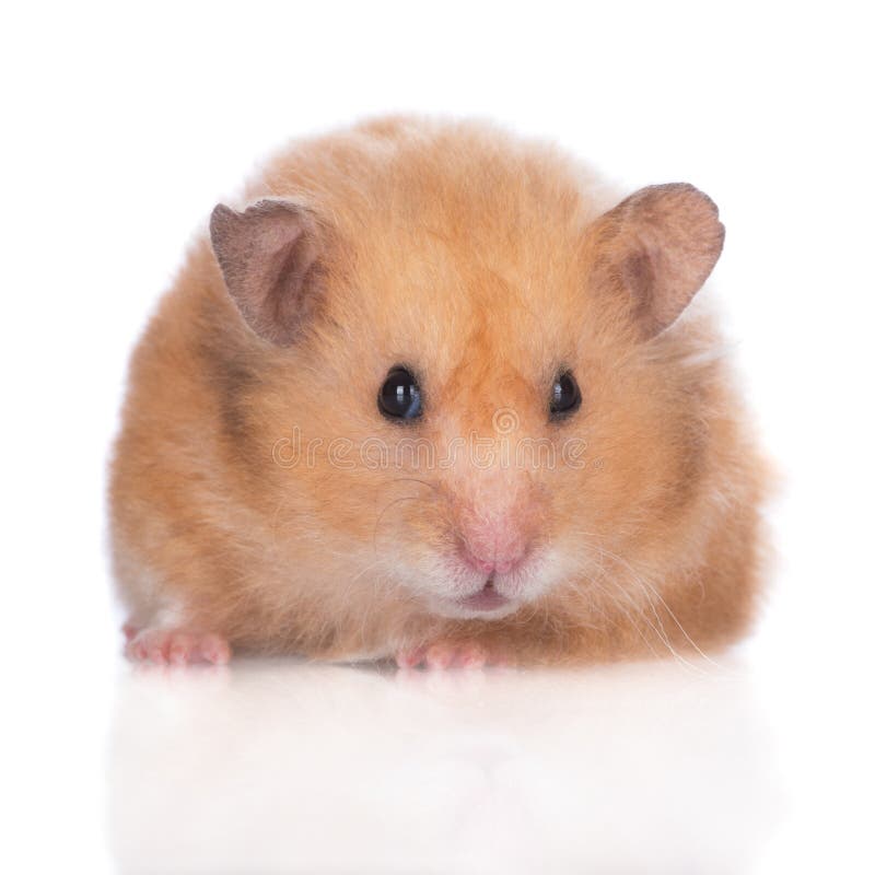 Hámster en blanco foto de archivo. Imagen de poco, standing - 49786580