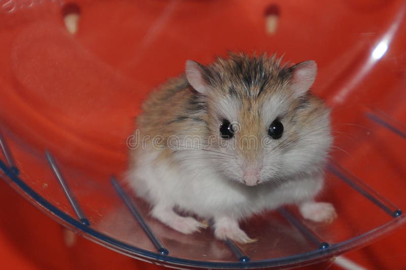 Hámster enojado foto de archivo. Imagen de poco, encantador - 79202308