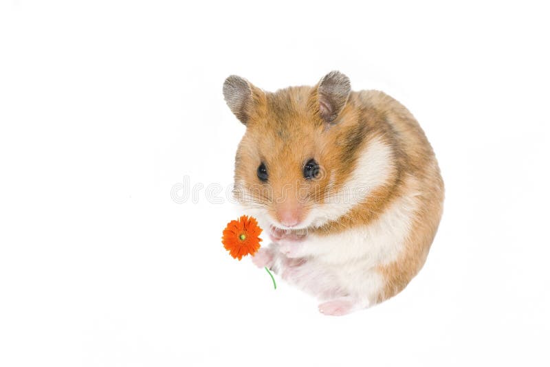Hámster romántico foto de archivo. Imagen de retrato, animal - 8304276