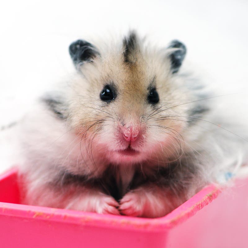 Hámster sirio 7 foto de archivo. Imagen de extracto, peludo - 5922938
