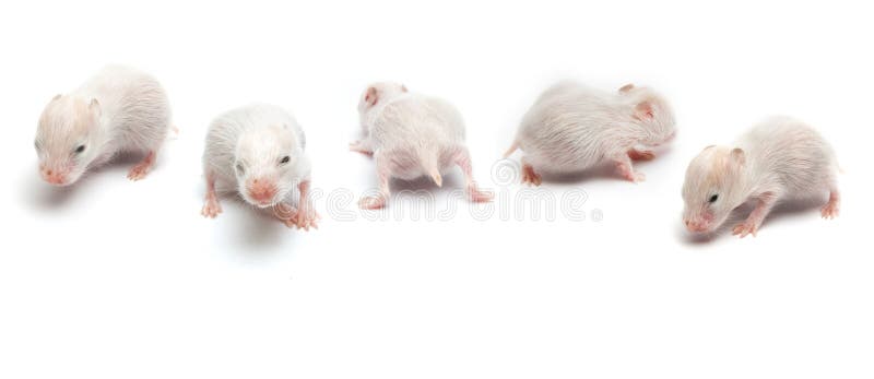 Hámsteres recién nacidos imagen de archivo. Imagen de esperando - 19209025