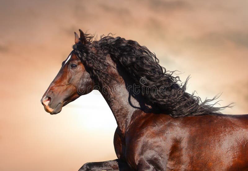 Vackra Andalusiska Hingstar På Flykt Arkivfoto - Bild av fritt, längd ...