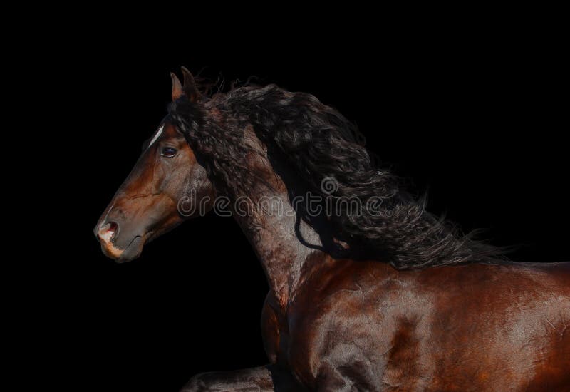 Vackra Andalusiska Hingstar På Flykt Arkivfoto - Bild av fritt, längd ...