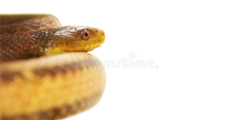 Gul orm arkivfoto. Bild av makro, öga, utformning, smaragd - 39661632