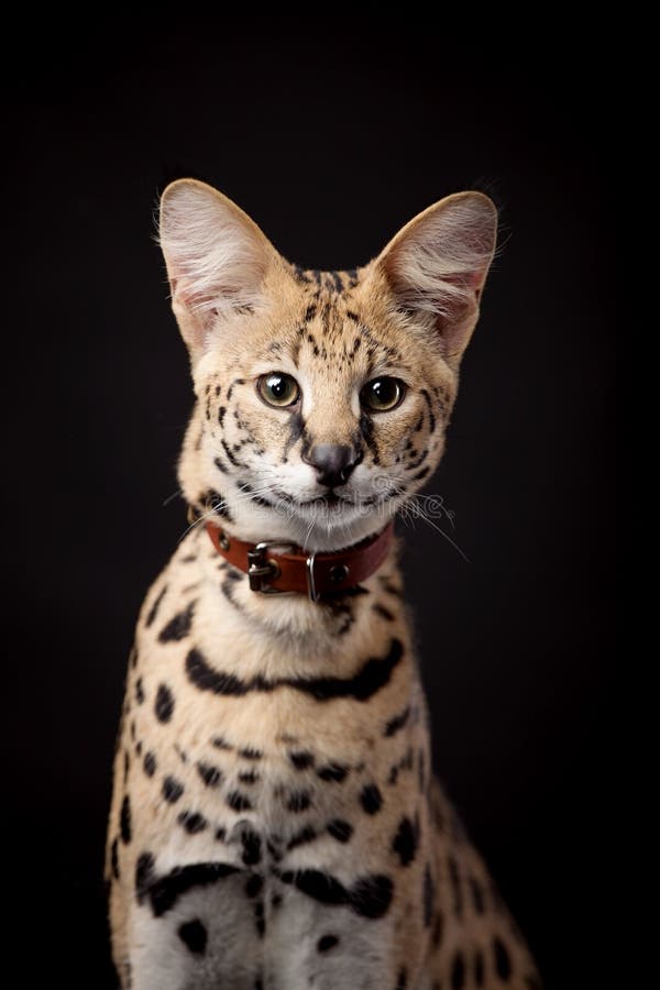 Serval för stor katt hemma arkivfoto. Bild av familj - 51267412