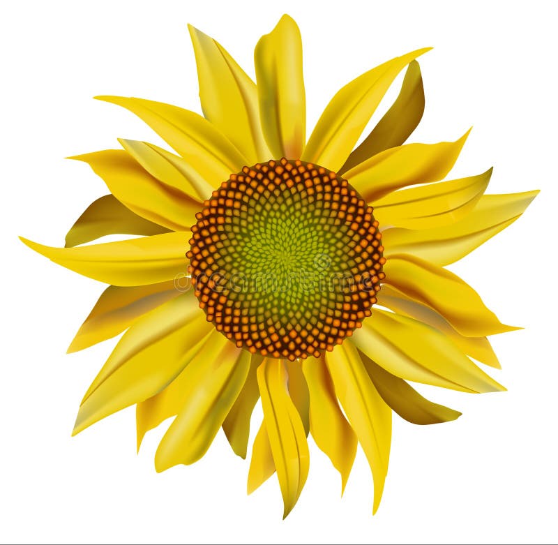 Gul Solros. Vektor vektor illustrationer. Illustration av blomma - 28770261