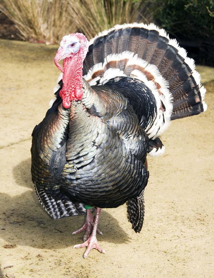 Hässlicher Truthahn stockbild. Bild von schnabel, truthahn - 33374981