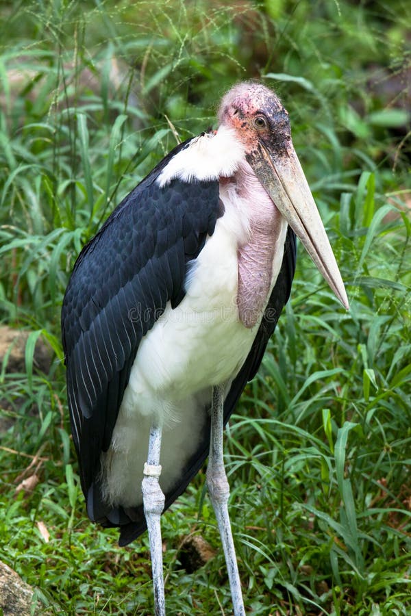 Hässlicher Vogel: Der Marabu-Storch Stockfoto - Bild von fahrwerkbein ...