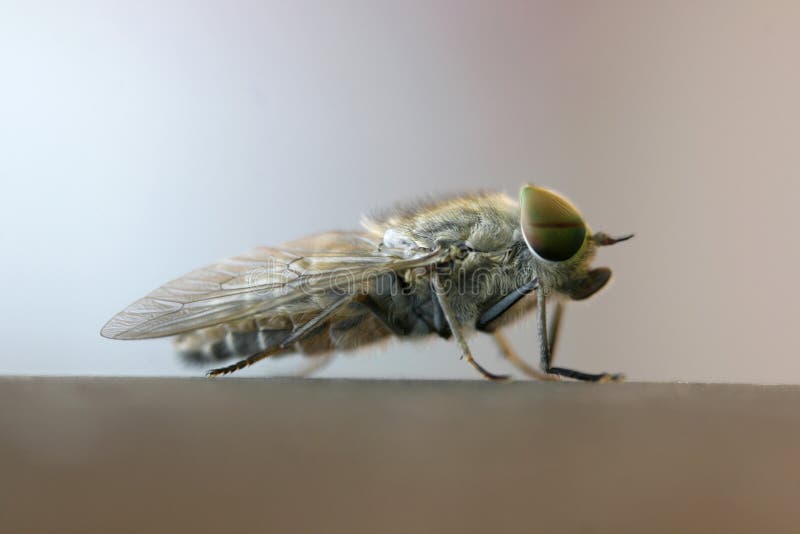 Hästfluga arkivfoto. Bild av sammansatt, hjortar, makro - 29095366