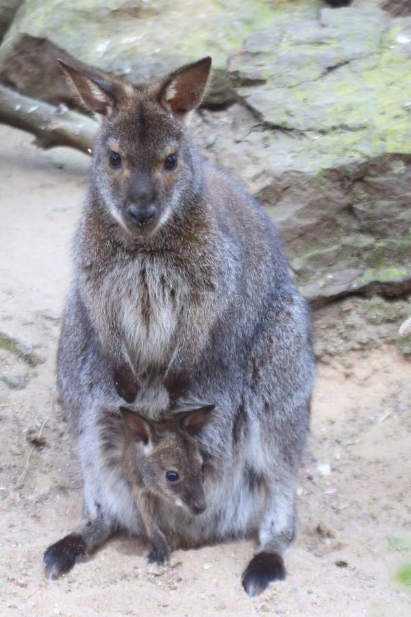 Bennett Vallaby Och Gemensam Vombat Fotografering för Bildbyråer - Bild ...