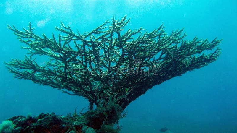 Hård korall på korallreven fotografering för bildbyråer. Bild av natur ...