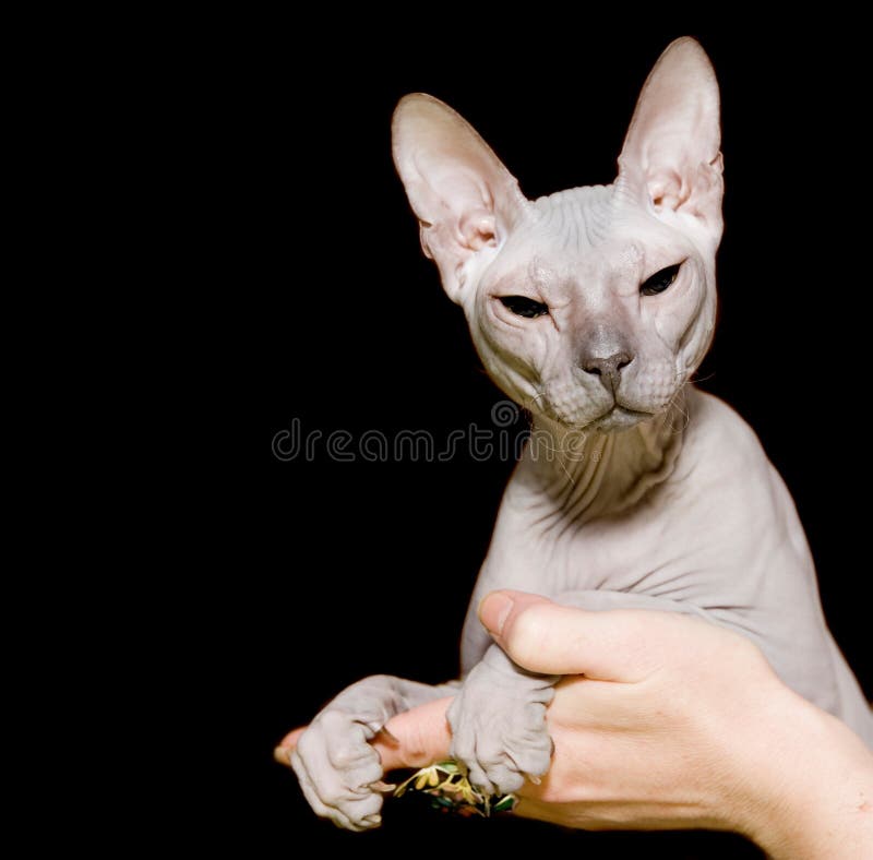 Sfinxfri Katt I T-skjortan Ser Ut Som Blommor Utomhus, Bruna Kattfoto ...