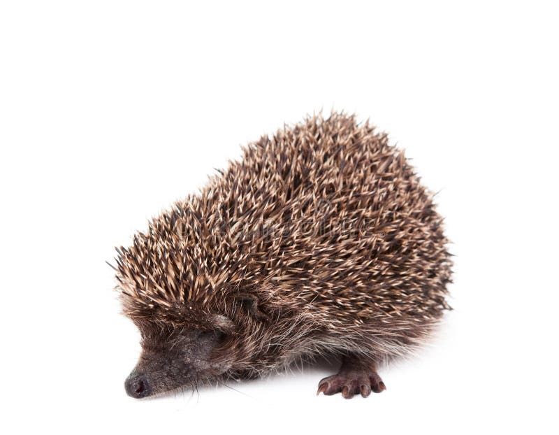 Hérisson photo stock. Image du piquant, museau, fond - 22385562