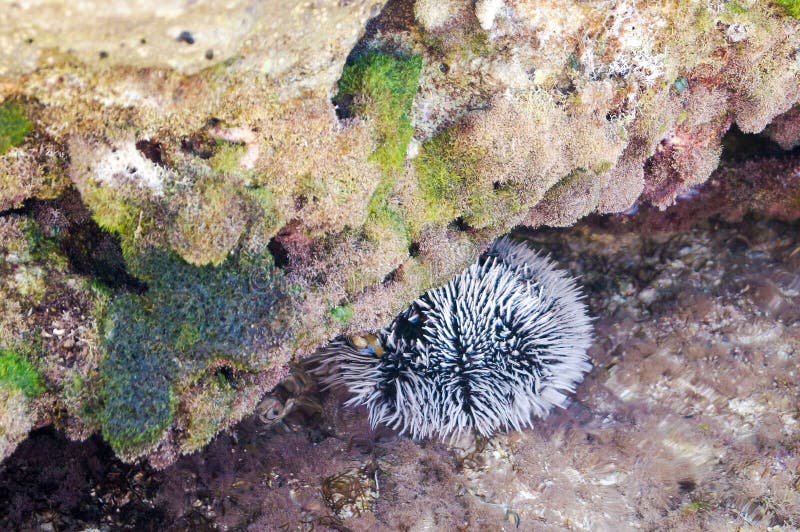 Le hérisson de mer photo stock. Image du fond, plage - 86045636